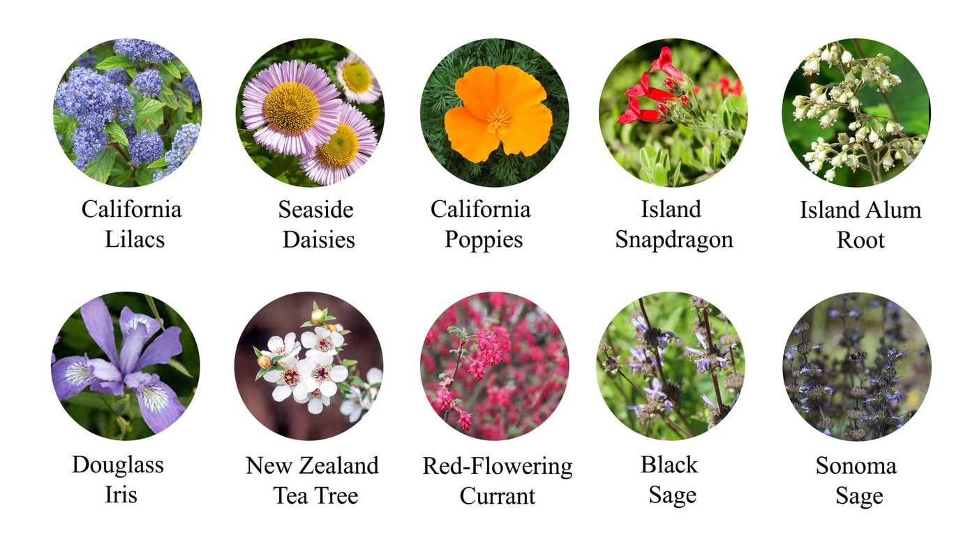 What’s Blooming At Francisco Park? | Francisco Park, San Francisco CA